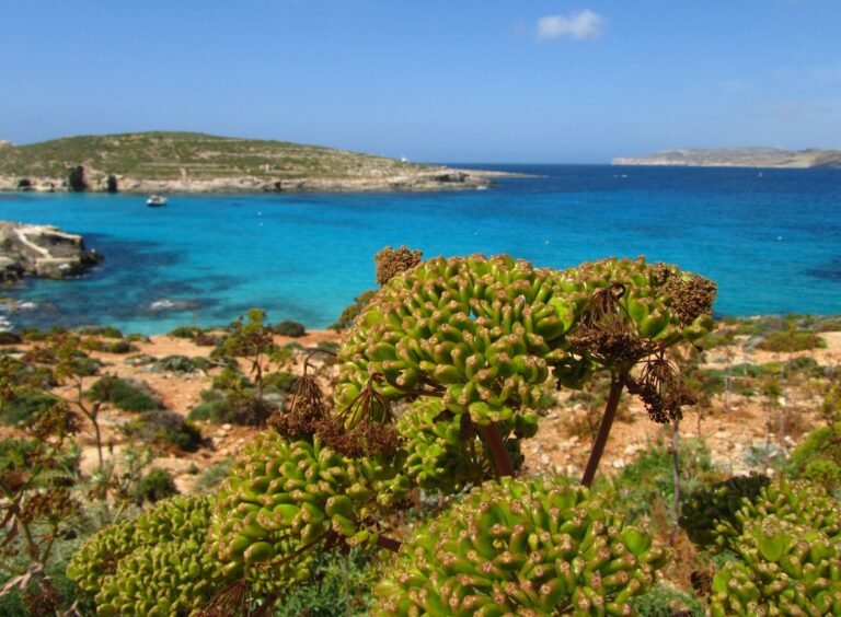 Setting Up Waste Collection and Recycling Services in Malta: A Must ...